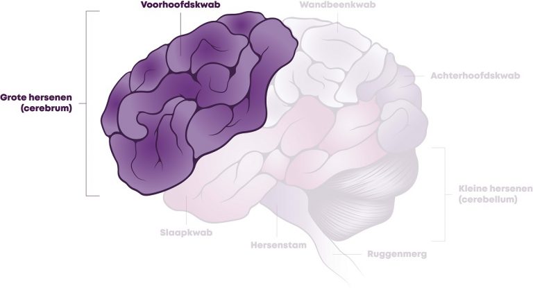 Het Brein Museum; De geschreven tour door de hersenen - Hersenstichting