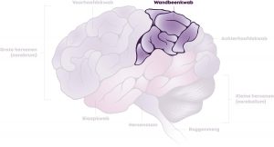 Het Brein Museum; De geschreven tour door de hersenen - Hersenstichting