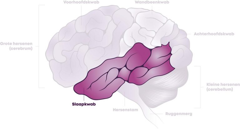 Het Brein Museum; De geschreven tour door de hersenen - Hersenstichting
